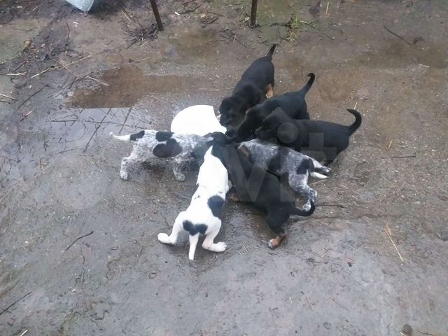 Щенки курцхаара