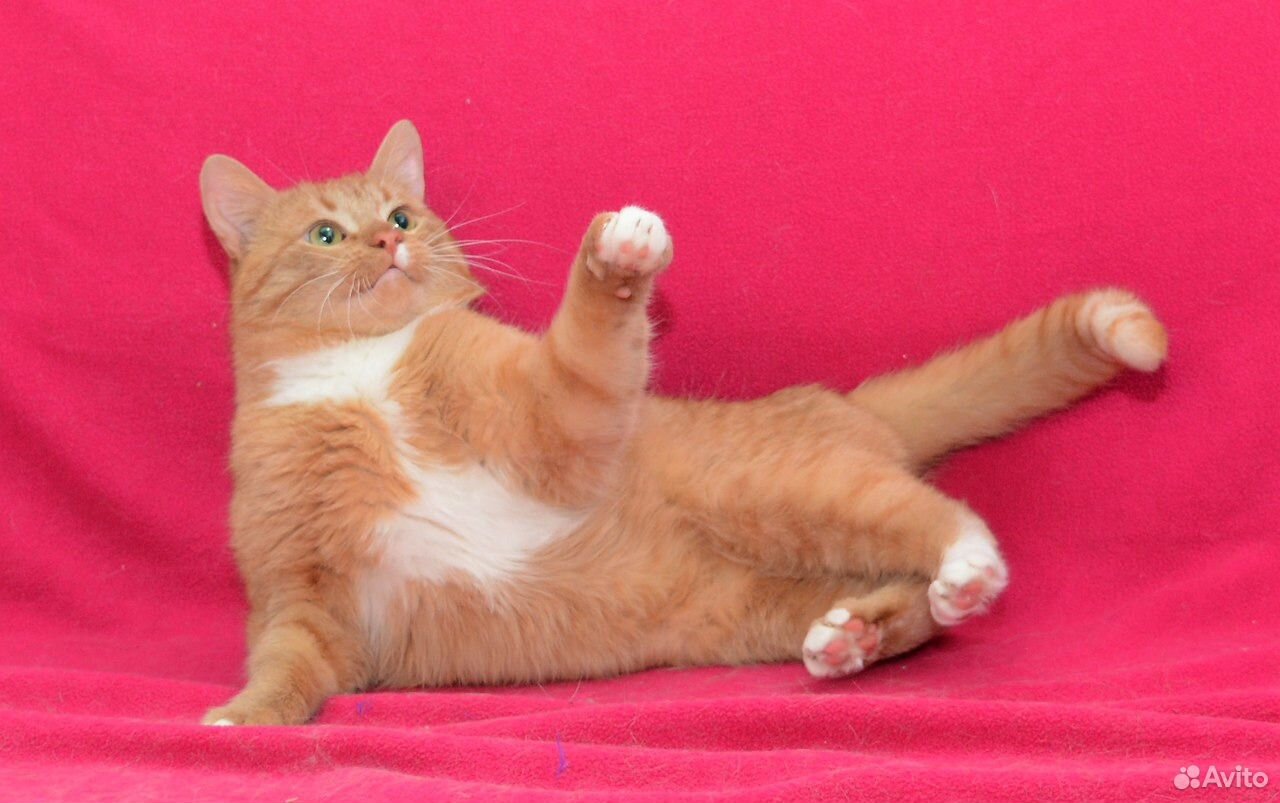 Бруно ищет дом