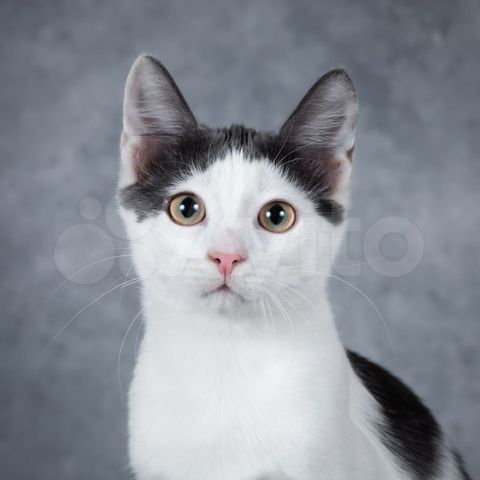 Котенок Шустрик в поисках дома.Котик в добрые руки