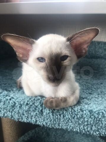 Продам сиамского котенка