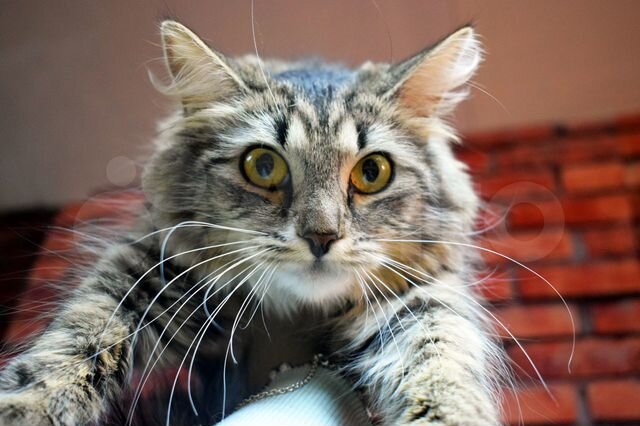 Котенок Сима 7 мес ищет дом