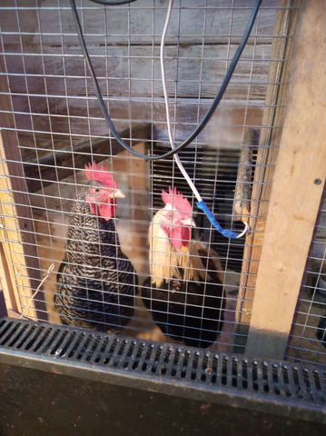 Петухи породистые