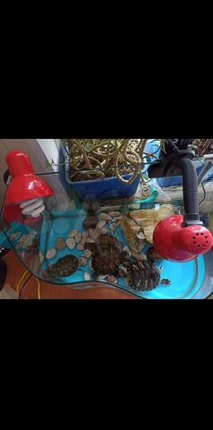 Террариум с черепахами