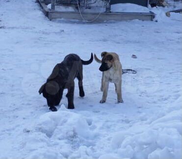 Щенки мальчики 2 шт (дворняжки)