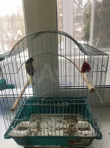 Кенар поющий