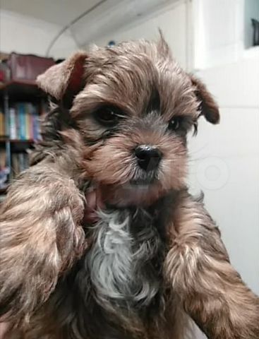 Замечательный мини йорик