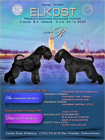 Щенок цвергшнауцера черного окраса девочка