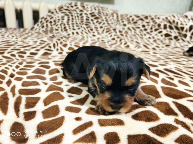 Йоркширский терьер щенки