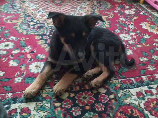 Собака в добрые руки