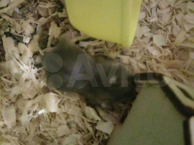 Джунгарский хомяк