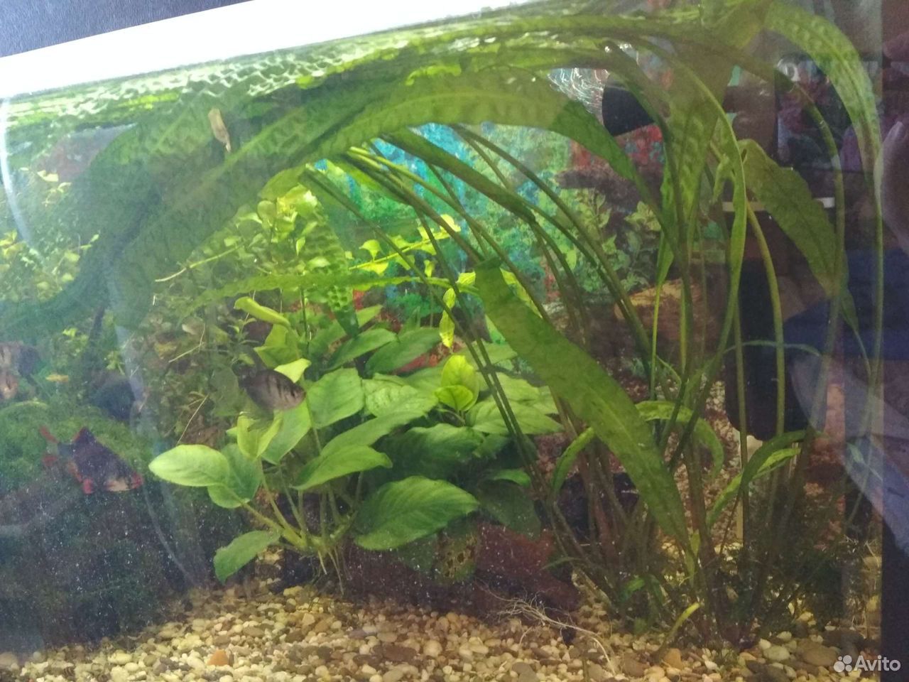 Криптокорина балансе