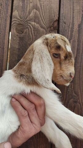 Бурские нубийские козлята