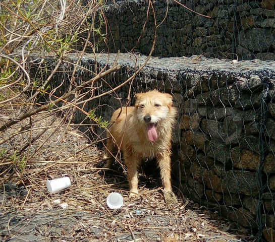 Собака в добрые руки метис