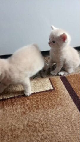 Британские котята