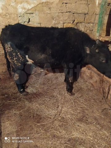 Продам тёлку стельная 20 мая срок