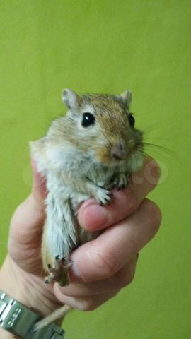 Песчанка