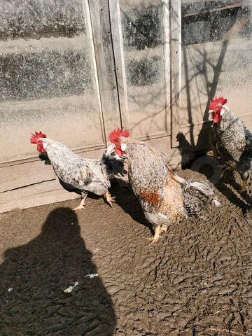 Цыплята, инк.яйцо, петухи породистых кур, уток